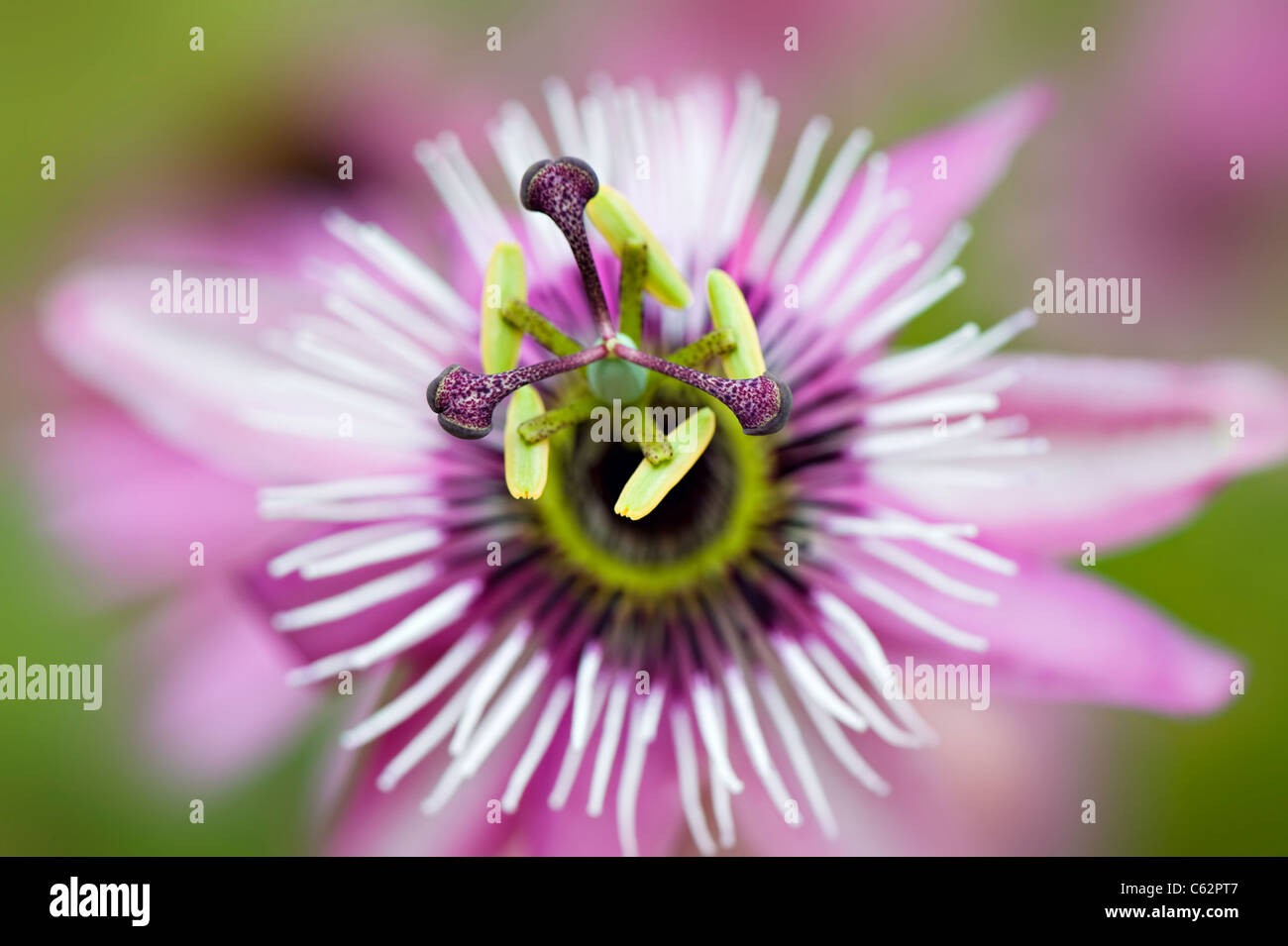 Passion flower 'Victoria' - Passiflora Victoria Stock Photo - Alamy