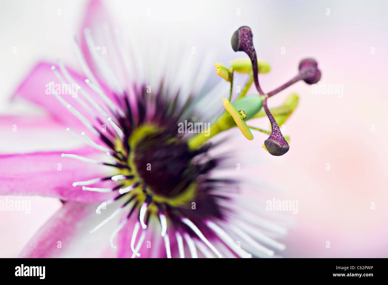 Passion flower 'Victoria' - Passiflora Victoria Stock Photo - Alamy