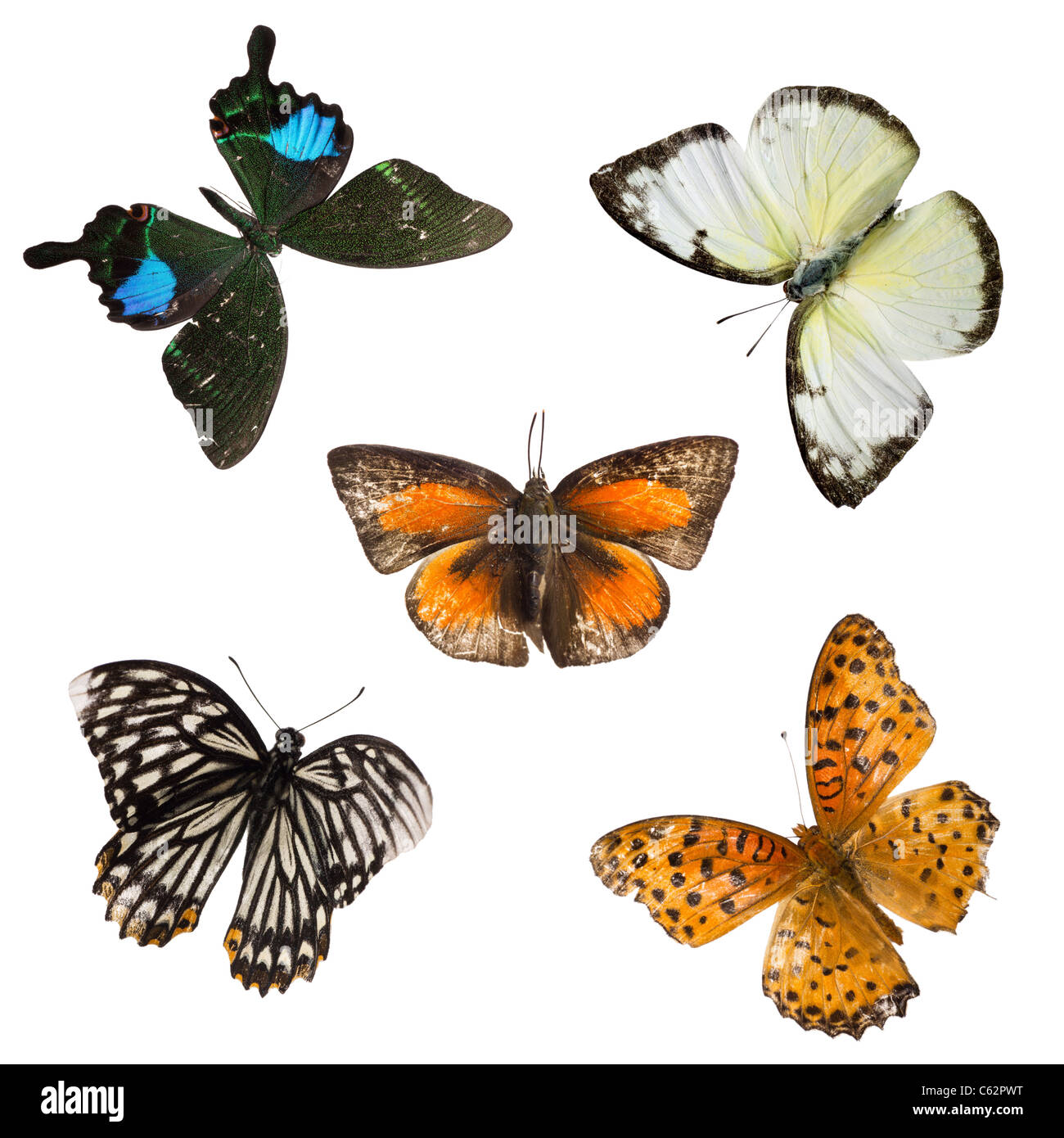 Butterfly collection hi-res stock photography and images - Alamy