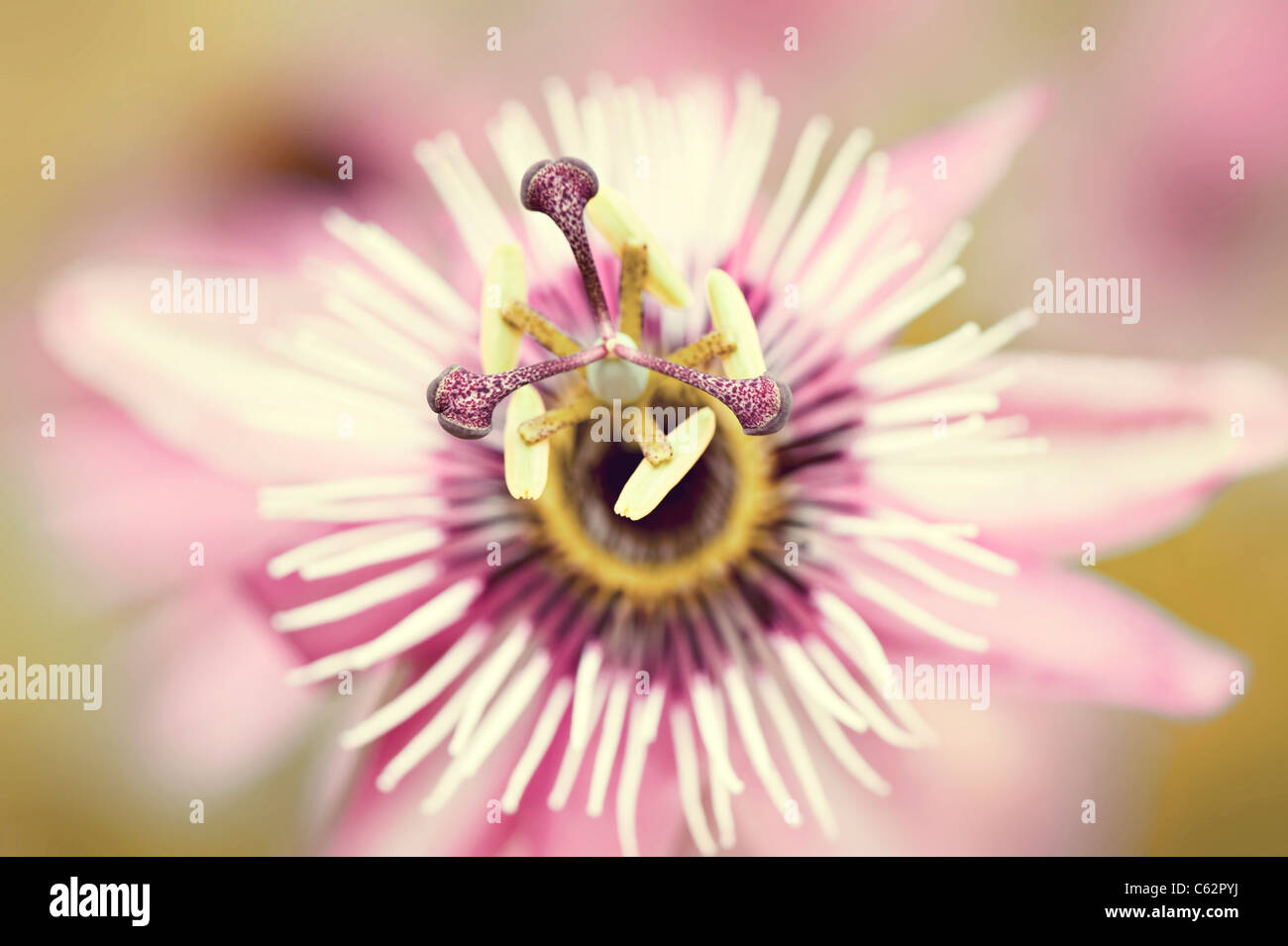 Passiflora victoria hi-res stock photography and images - Alamy