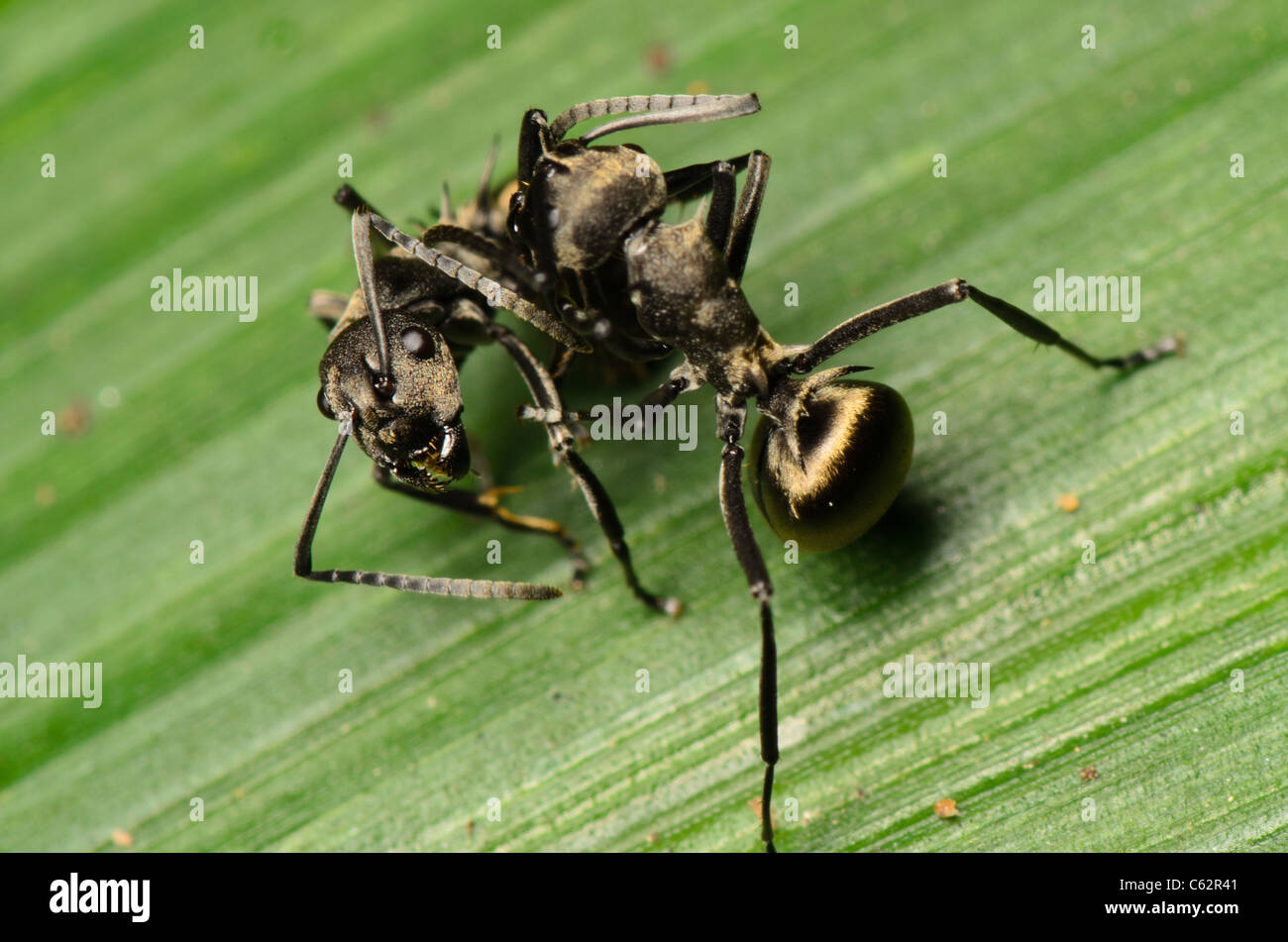 insect ant on green leaf Stock Photo - Alamy