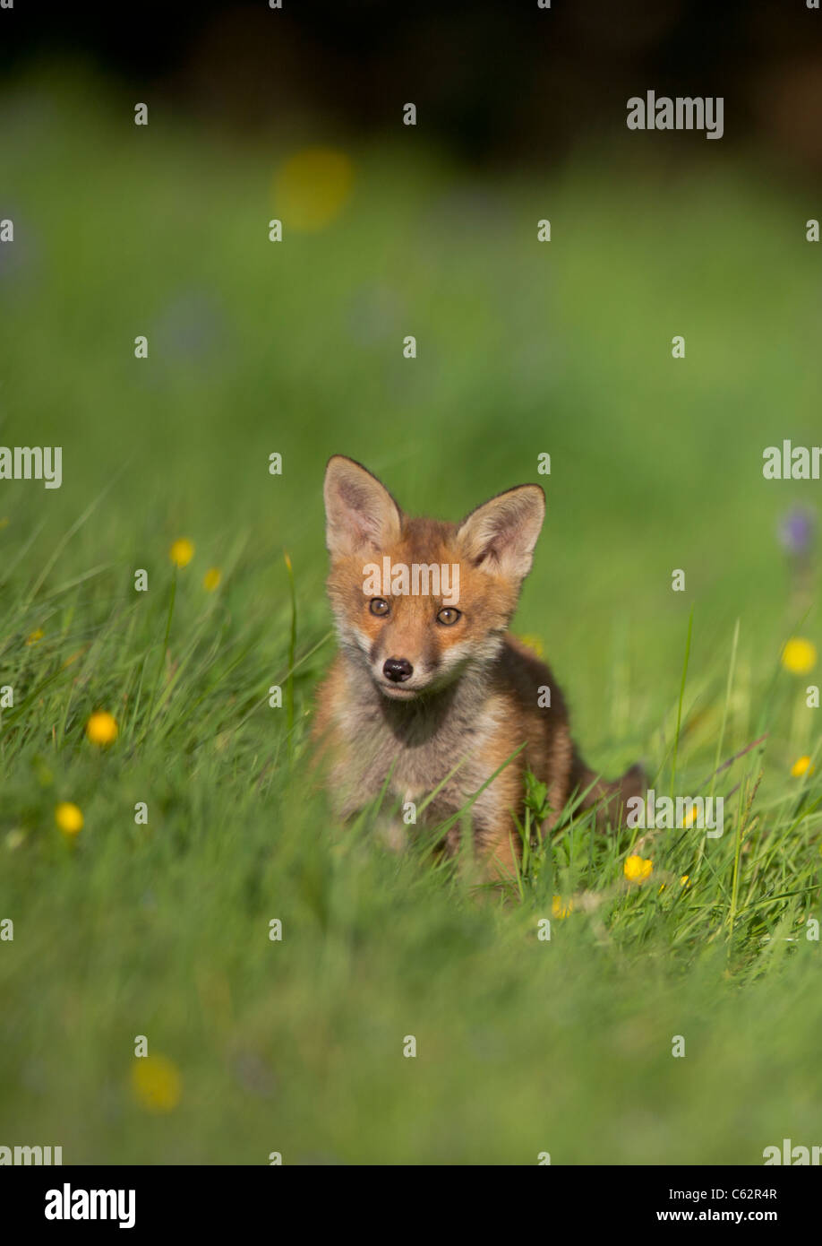 Red fox Vulpes vulpes Portrait of an alert fox cub in a flower filled ...