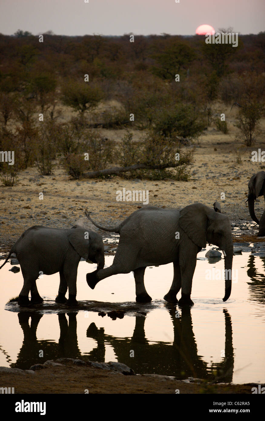 A female elephant raises her rear leg to threaten off a smaller ...