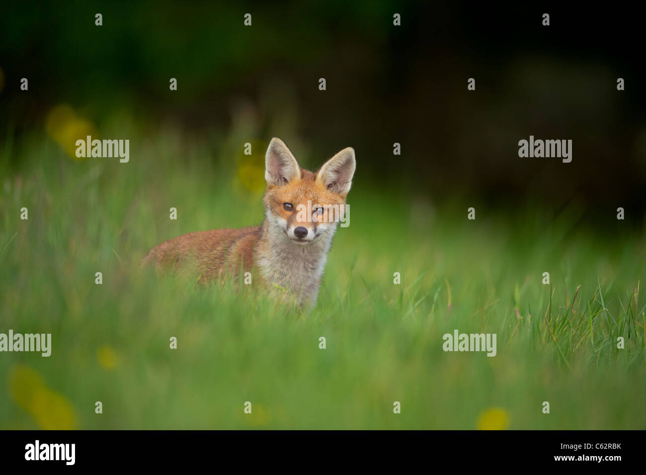 Red fox in a field hi-res stock photography and images - Alamy