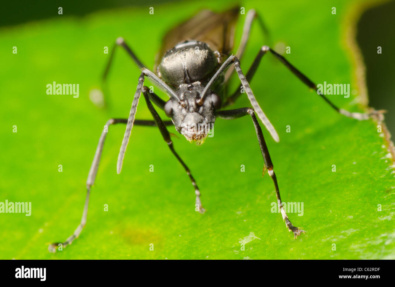 insect ant on green leaf Stock Photo - Alamy