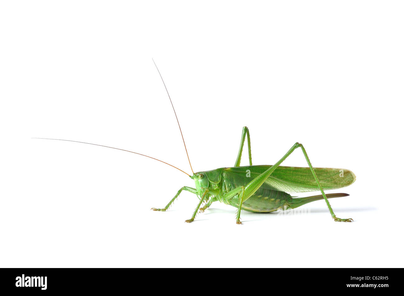 Grasshopper green Cut Out Stock Images & Pictures - Alamy
