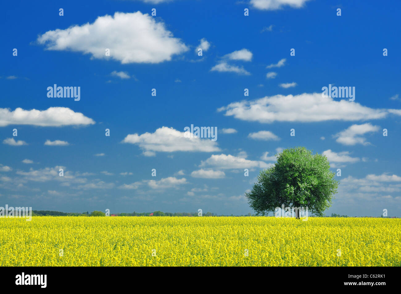 Landscape colza flowers hi-res stock photography and images - Alamy