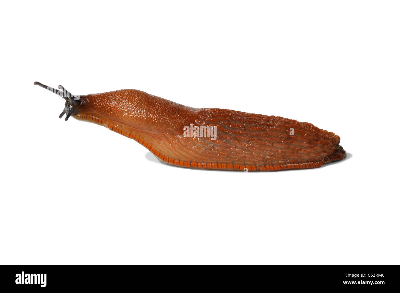Orange slug hi-res stock photography and images - Alamy