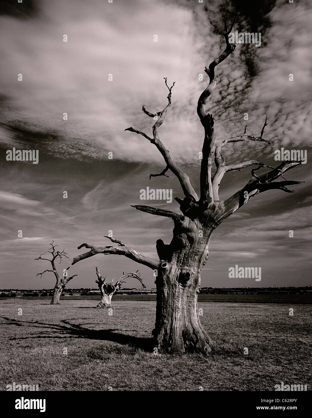 Gnarly dead oak trees Stock Photo - Alamy