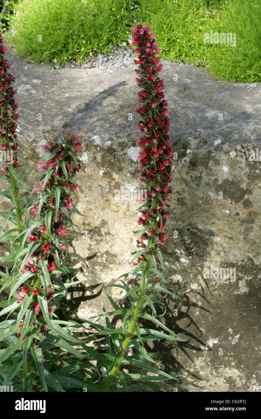 Rare flowers hi-res stock photography and images - Alamy
