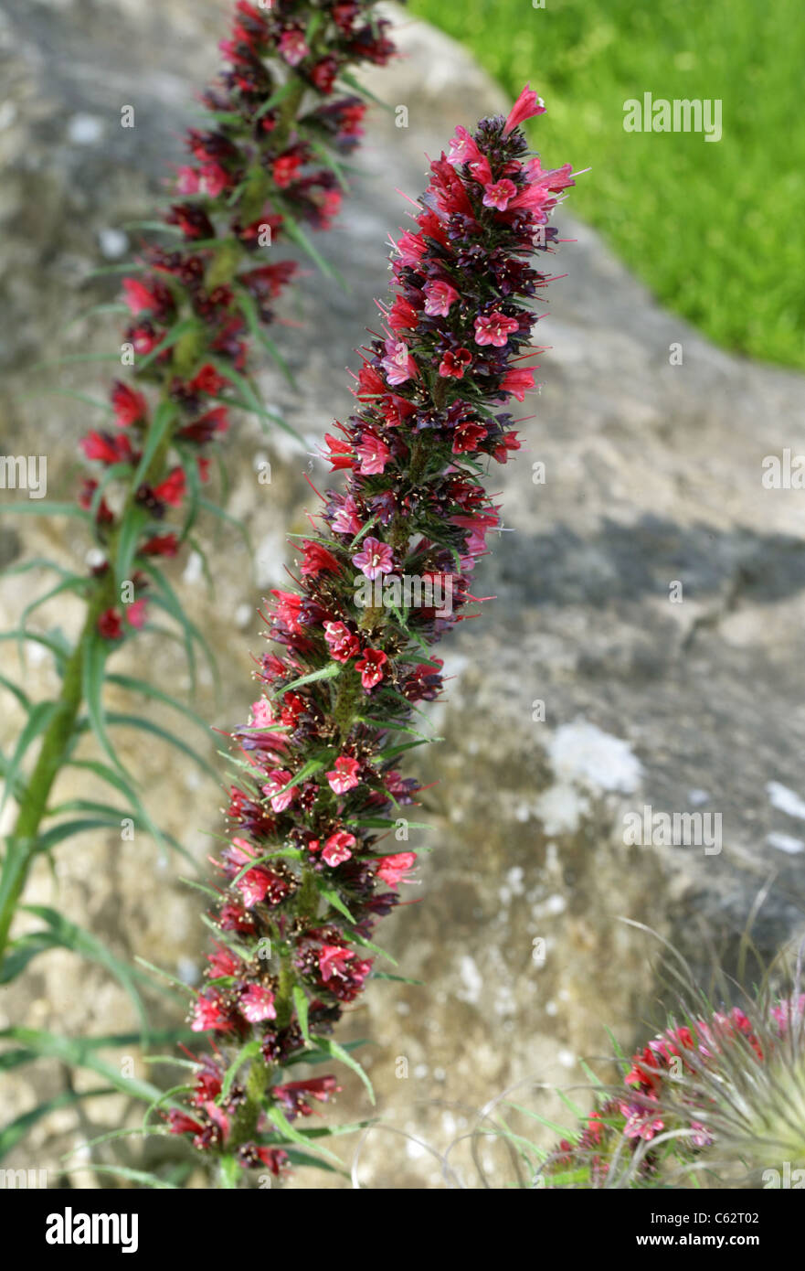 Rare flowers hi-res stock photography and images - Alamy