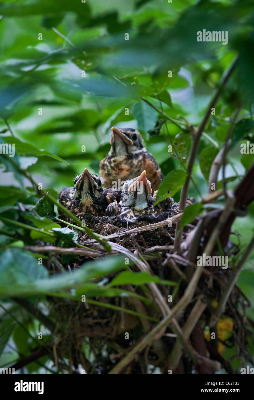 Young robin bird hi-res stock photography and images - Alamy