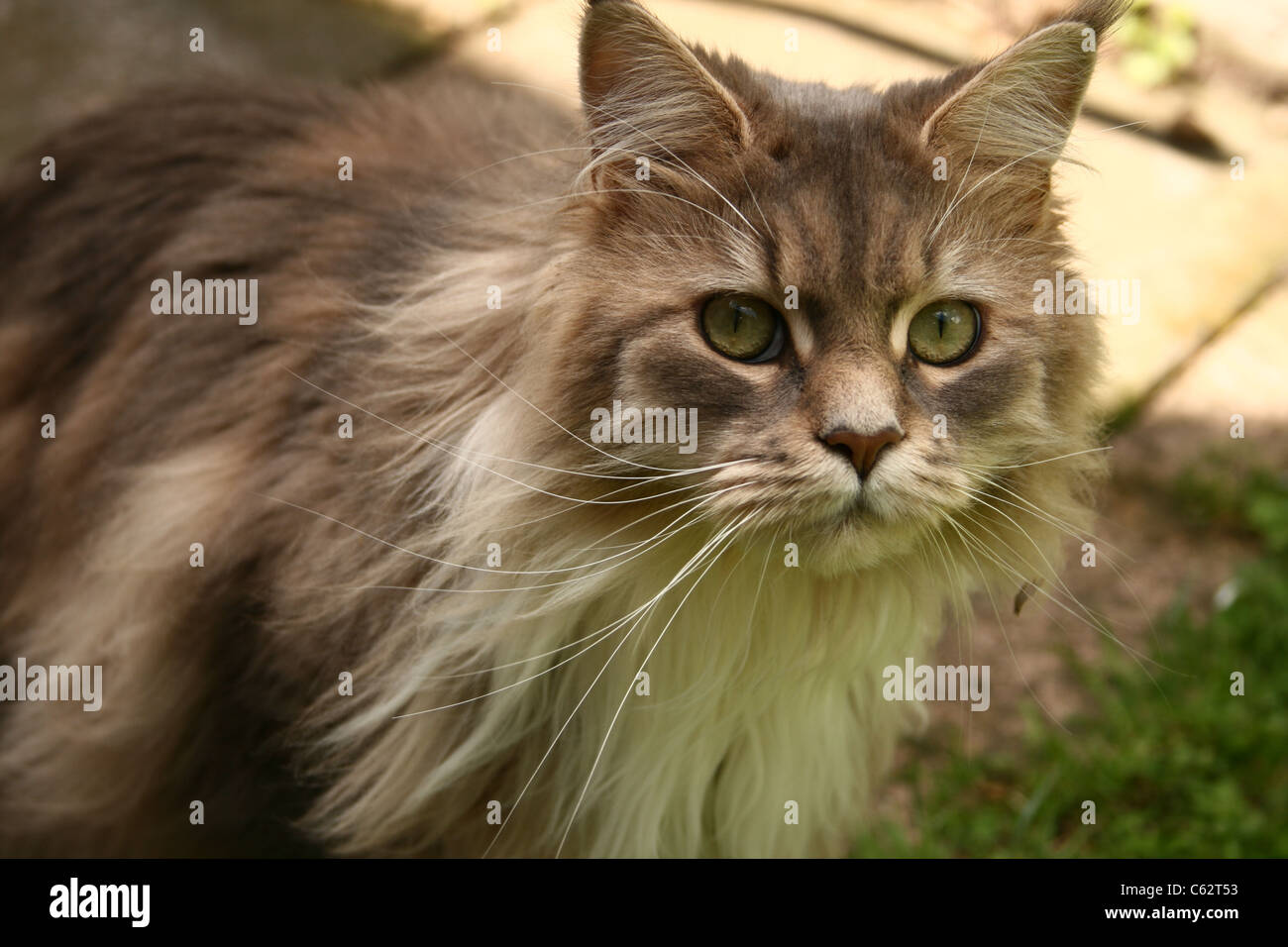 Shaggy Cat High Resolution Stock Photography and Images - Alamy