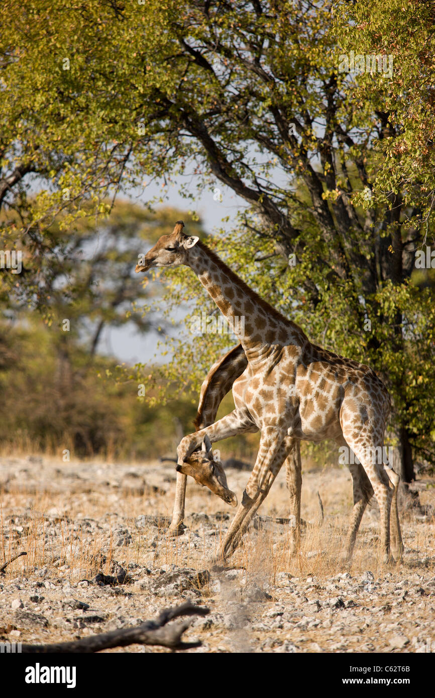 Giraffe fighting hi-res stock photography and images - Alamy