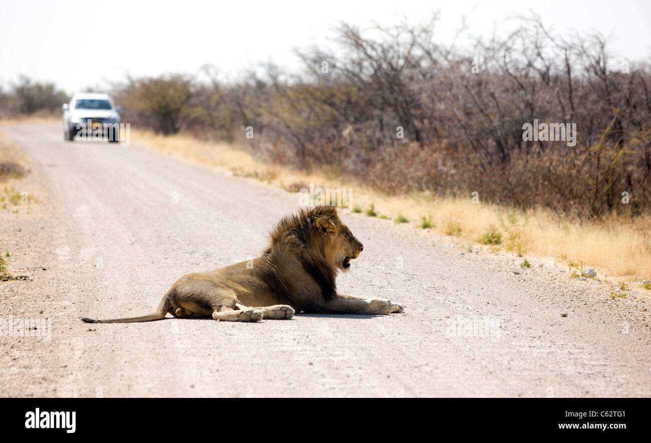 Animal blocking road hi-res stock photography and images - Alamy
