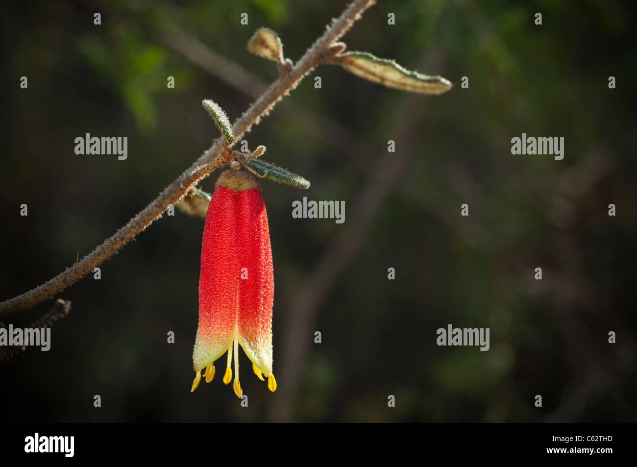 Victorian wildflowers hi-res stock photography and images - Alamy