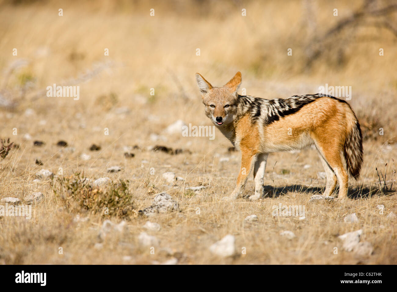 Black backed jackal namibia hi-res stock photography and images - Alamy