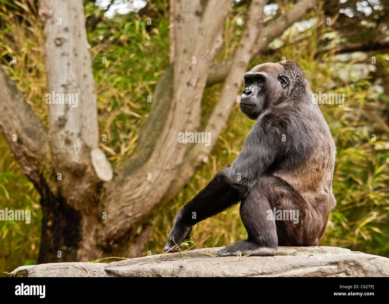Western lowland gorilla animal hi-res stock photography and images - Alamy