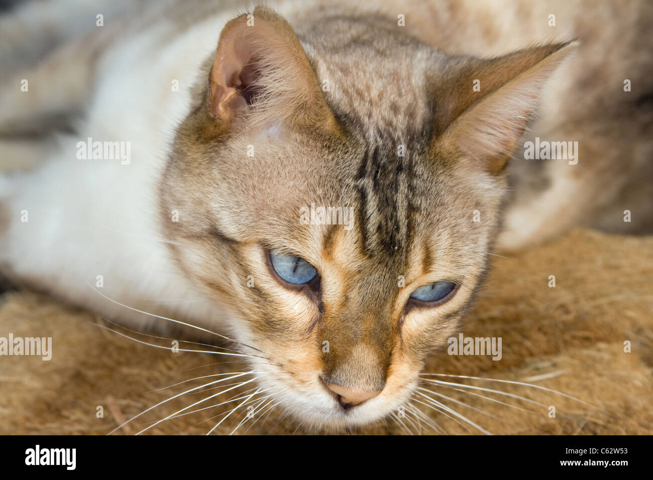 Cat lying on mat hi-res stock photography and images - Alamy