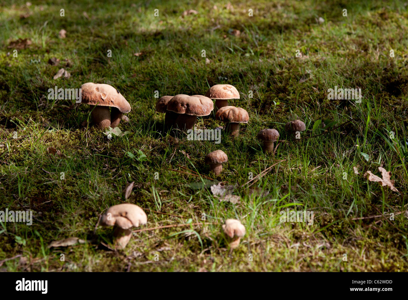 Boletus aereus hi-res stock photography and images - Alamy