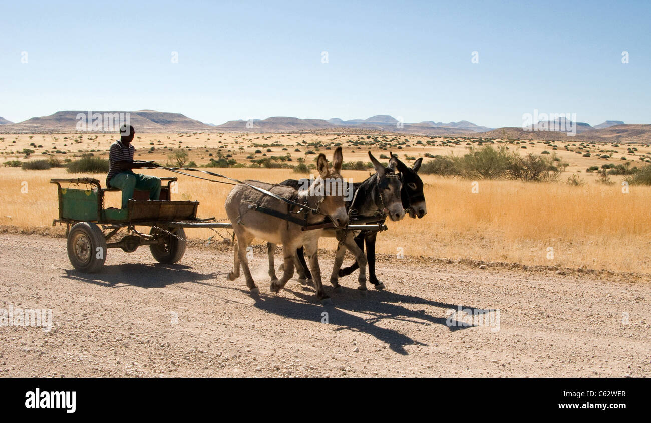 A cart made from the axel of an old car is pulled along by donkeys ...