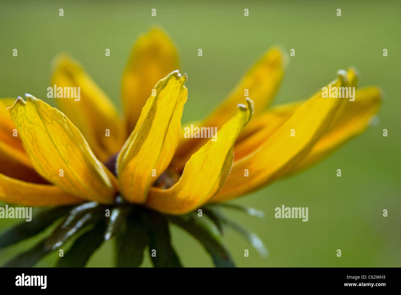 Sunlit petals hi-res stock photography and images - Alamy
