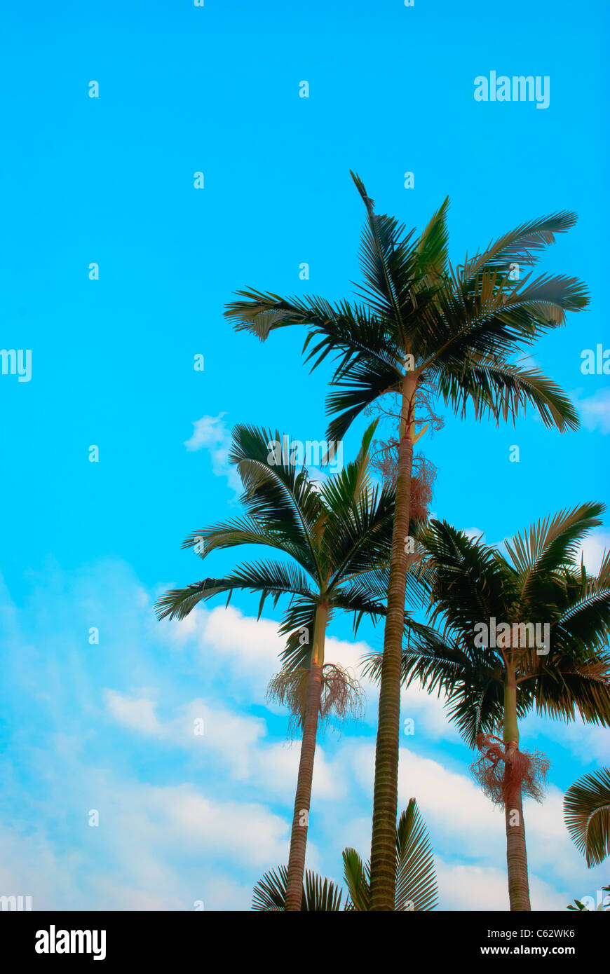 Palm tree isolated blue background hi-res stock photography and images ...