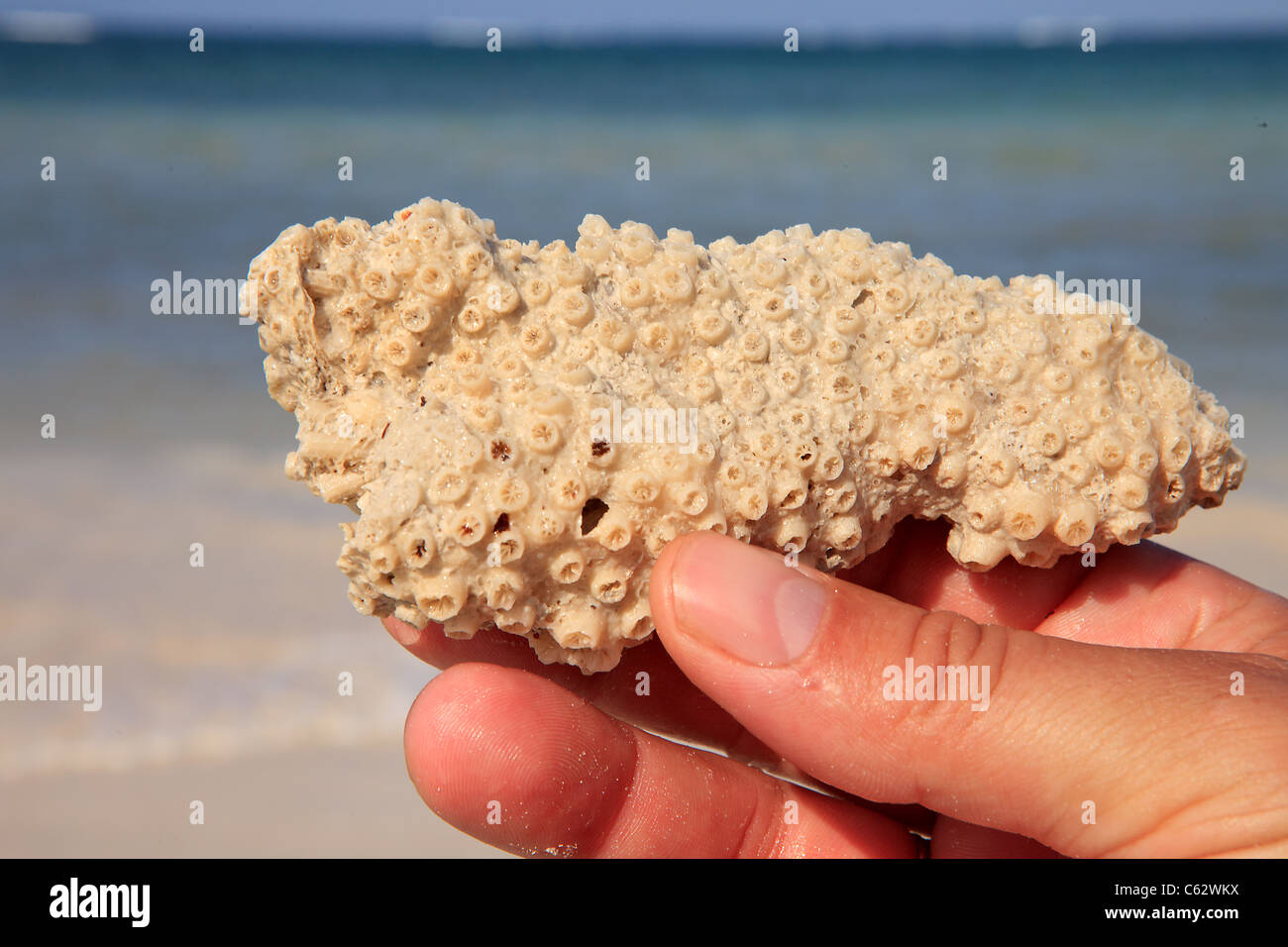 Coral in hand hi-res stock photography and images - Alamy