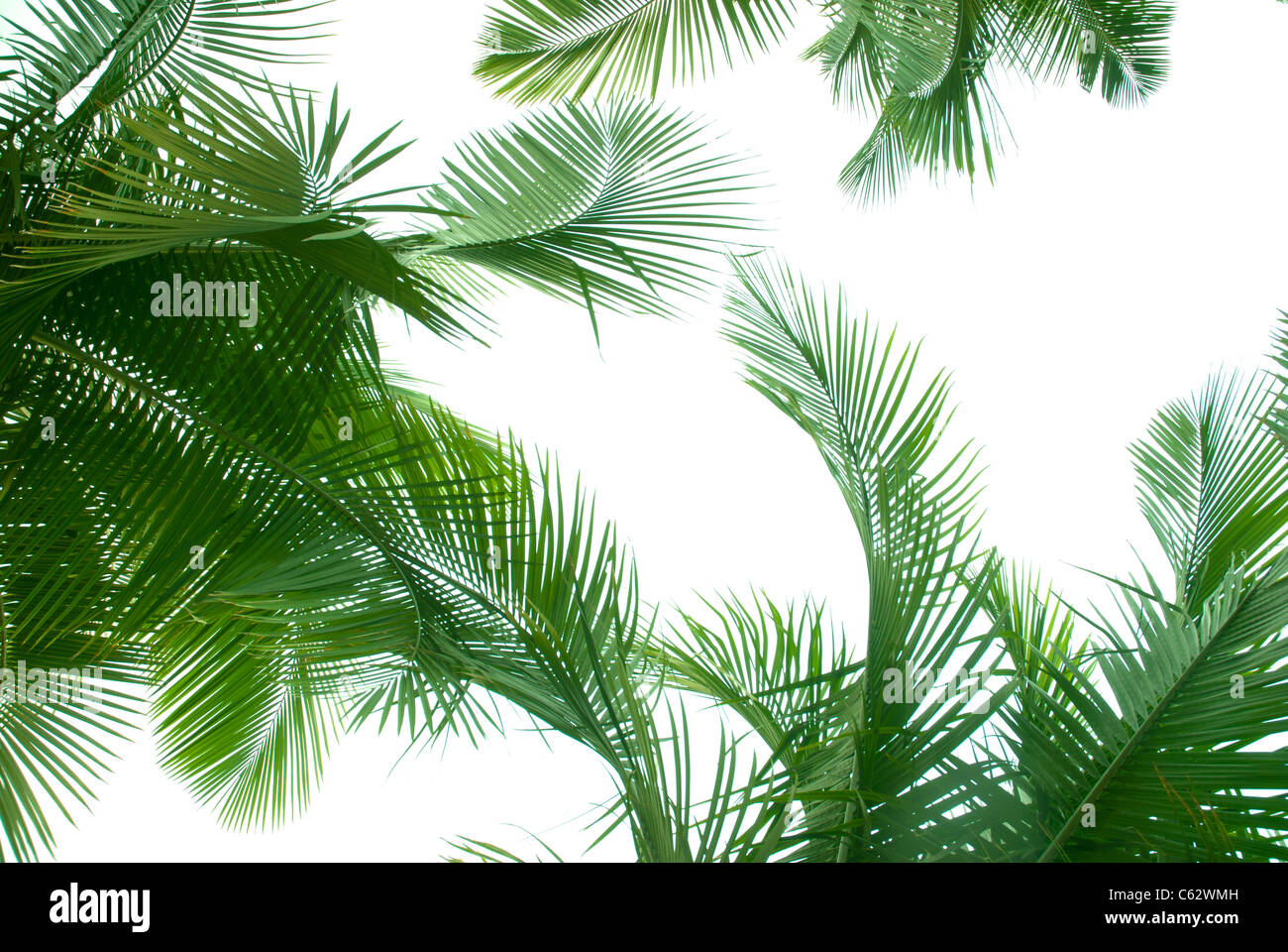 Palm tree isolated hi-res stock photography and images - Alamy