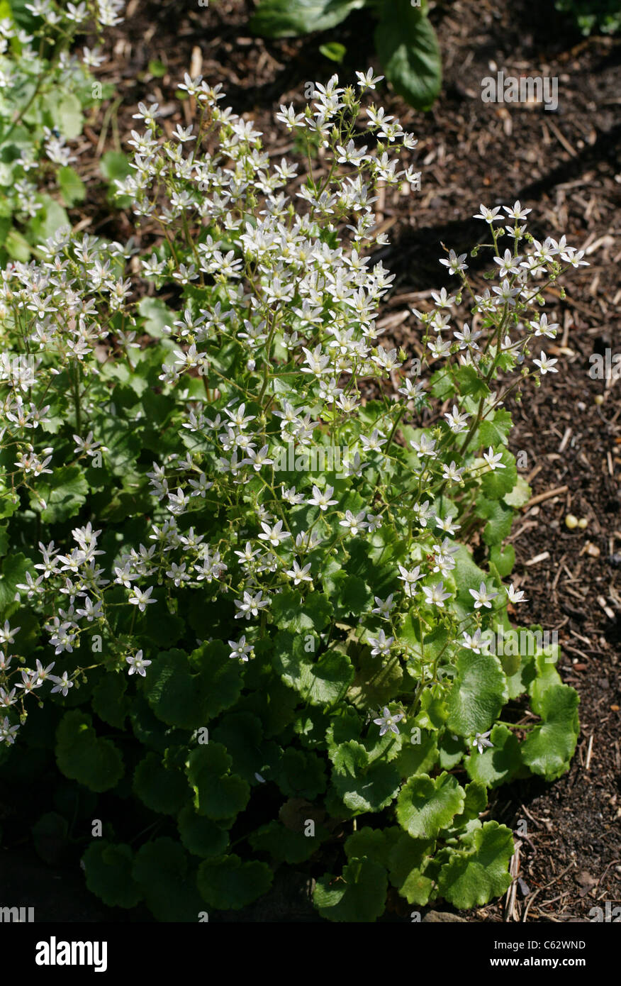 Saxifragaceae hi-res stock photography and images - Alamy