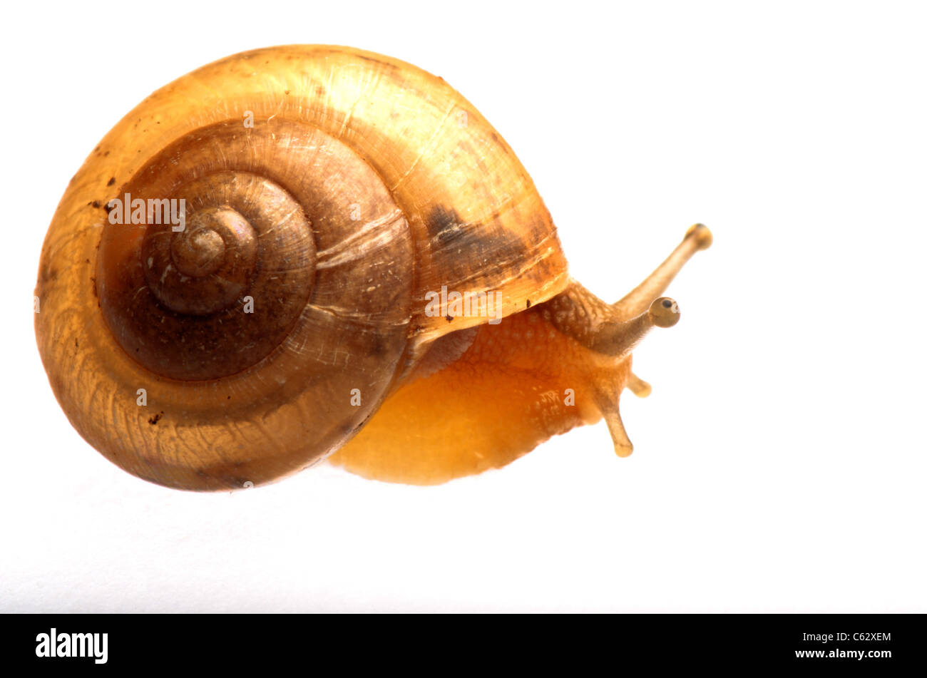 greden snail isolated on white background Stock Photo - Alamy