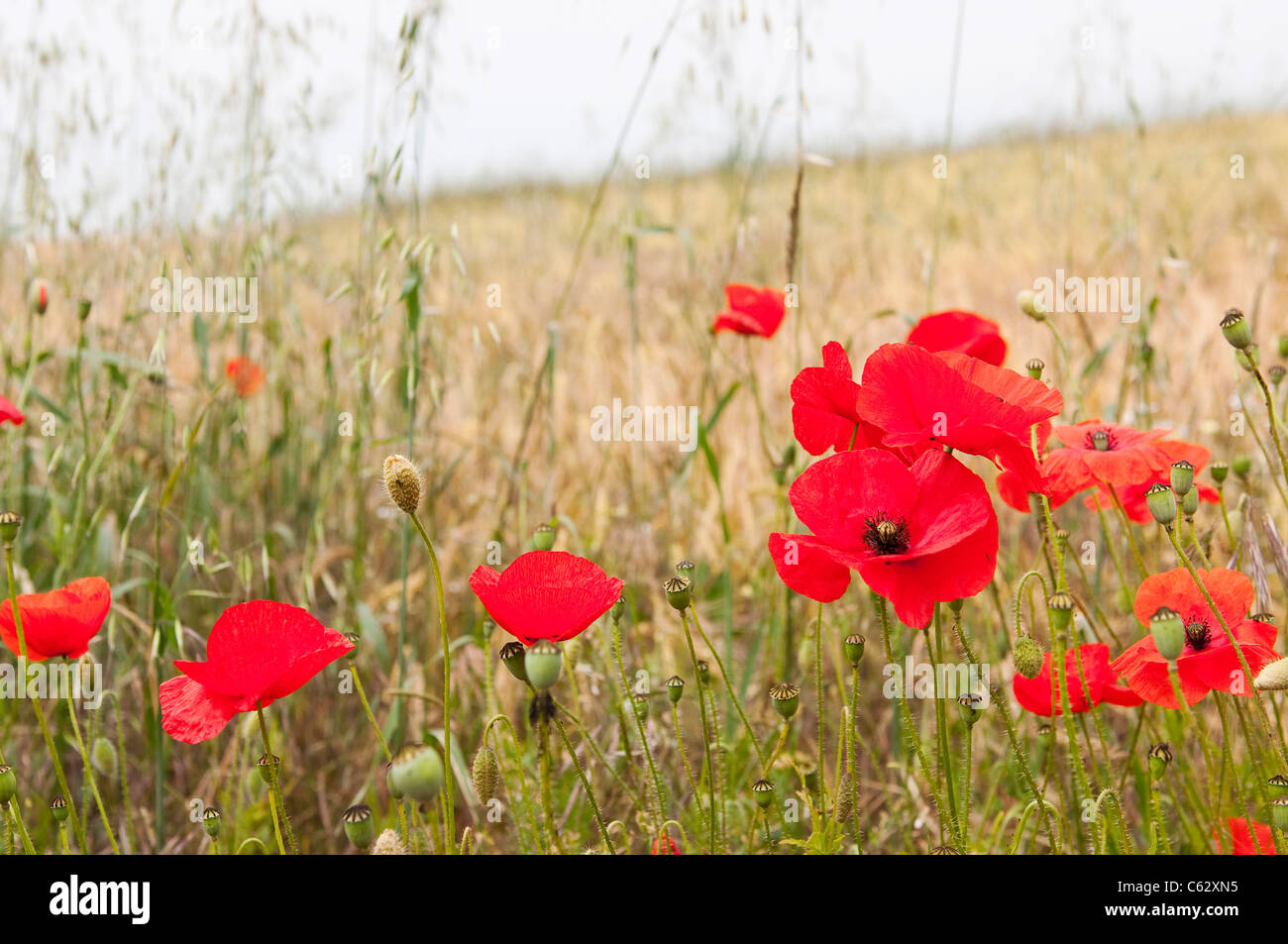 Red beautiful wild poppies hi-res stock photography and images - Alamy