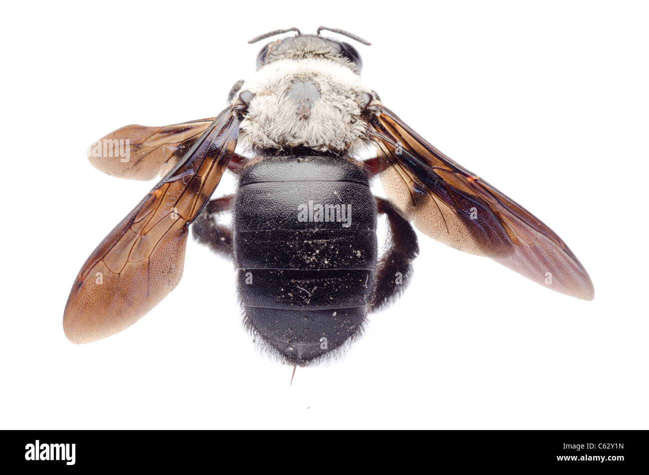 insect carpenter bee isolated on white Stock Photo - Alamy
