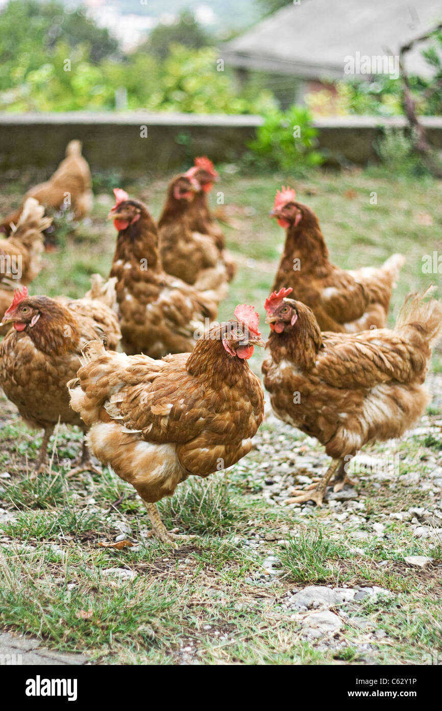 Chickens outside at the farm Stock Photo - Alamy
