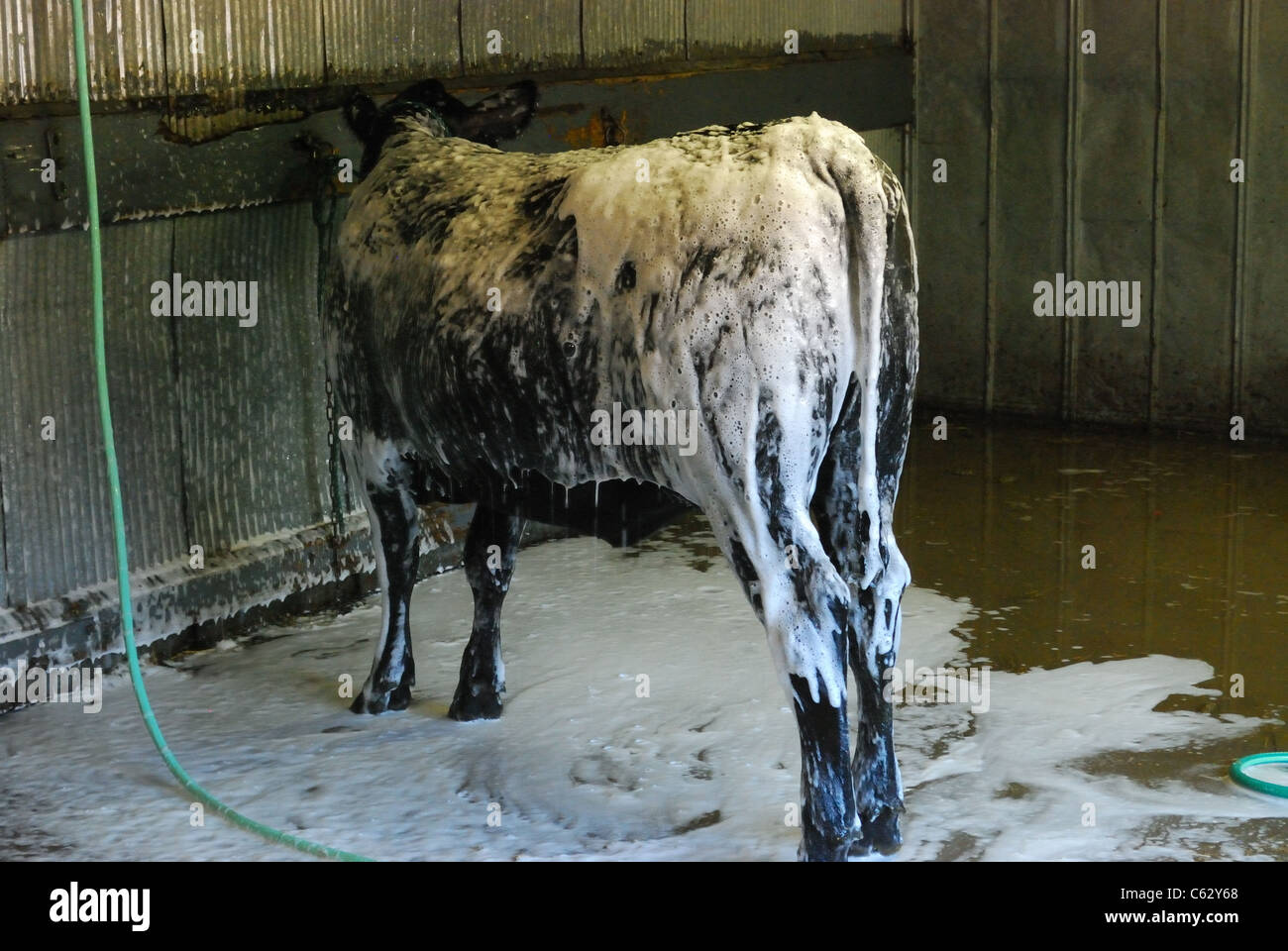 Cow is being washed at country fair Stock Photo - Alamy