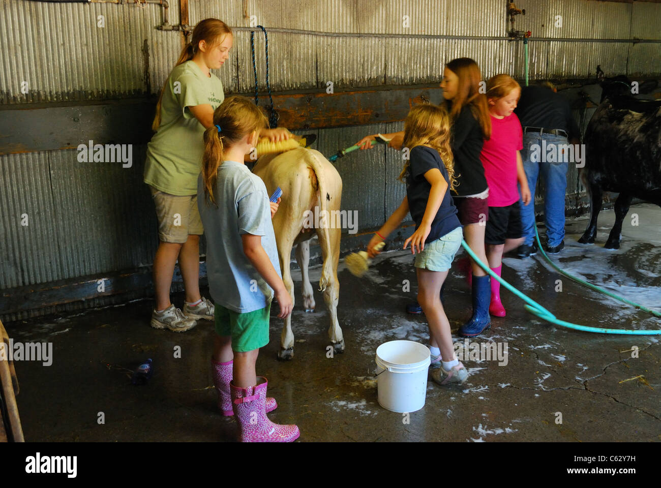 4H group of young girls wash their calf Stock Photo - Alamy