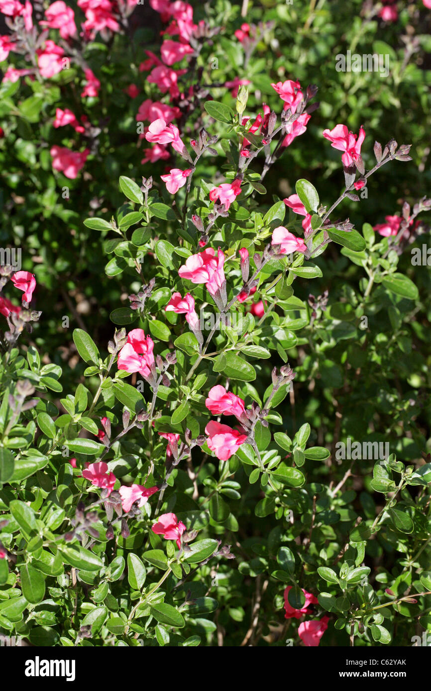 Autumn Sage, Salvia greggii, Lamiaceae. North and Central Mexico Stock ...