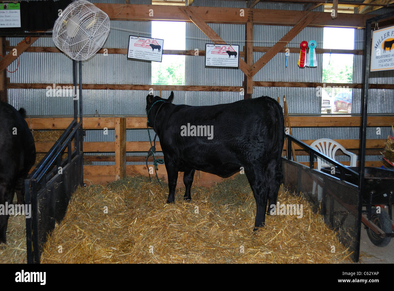 Black Angus in Ontario county stall Stock Photo - Alamy