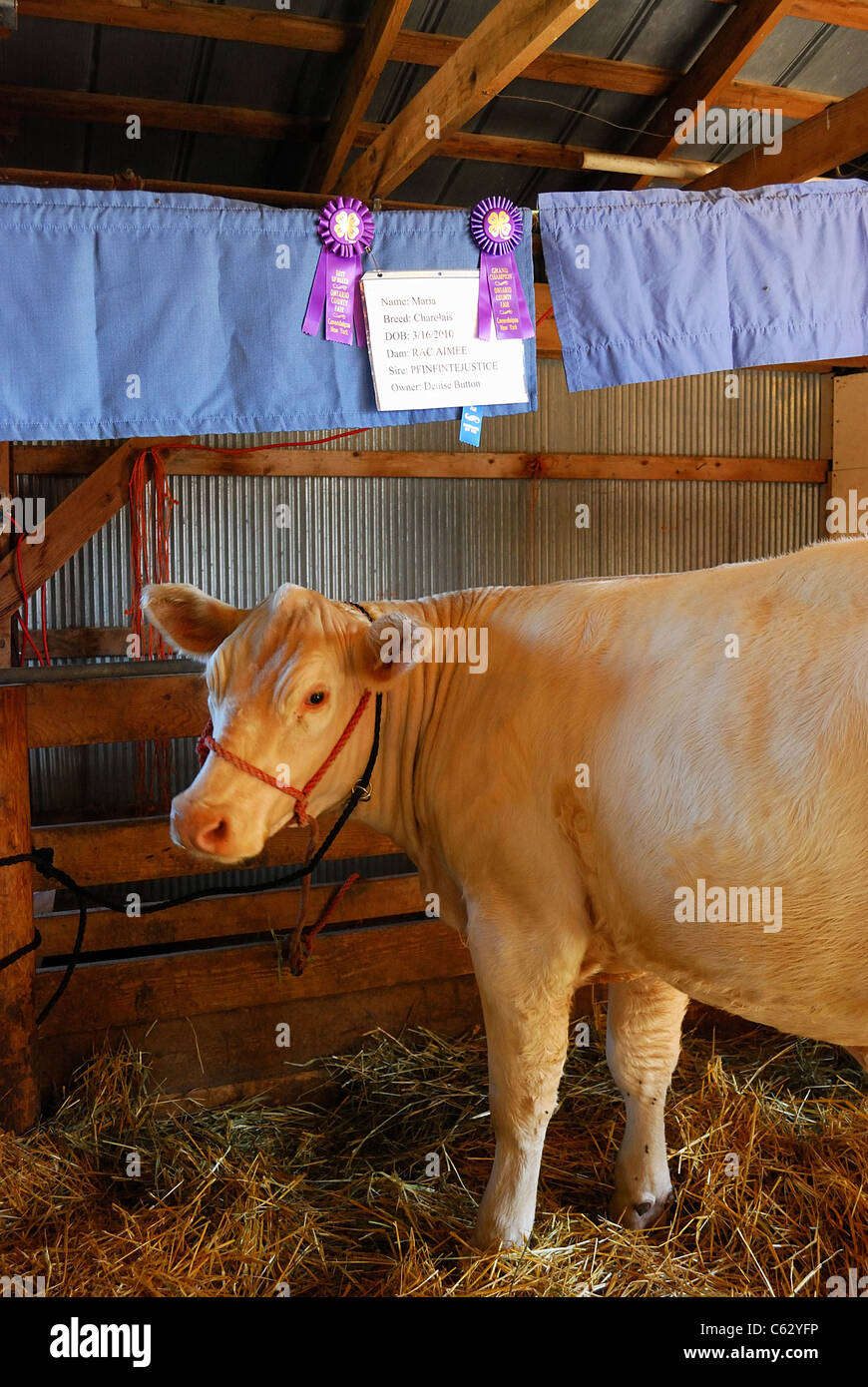 County fair animals hi-res stock photography and images - Alamy