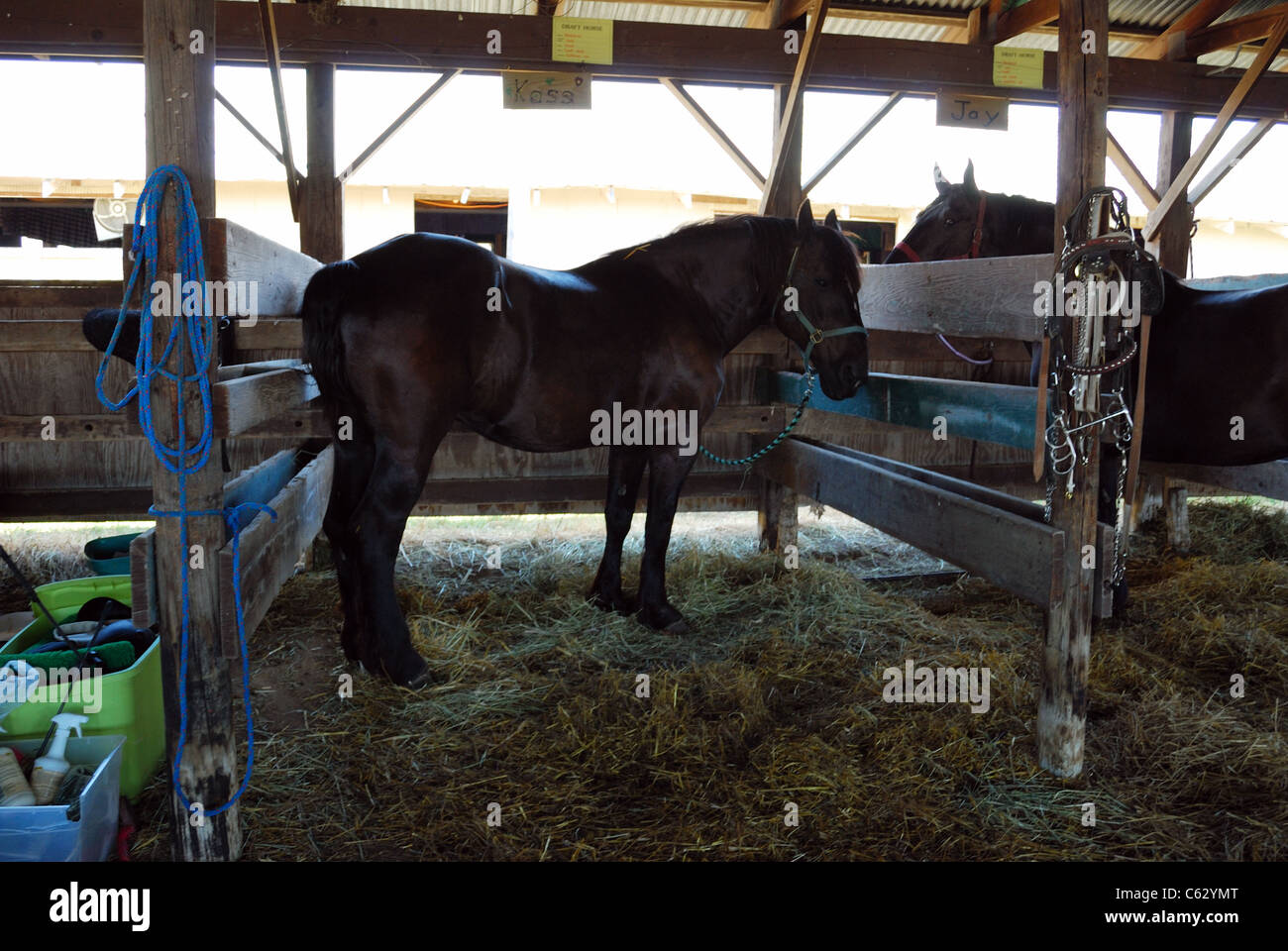 Large draft horse.in stable Stock Photo - Alamy