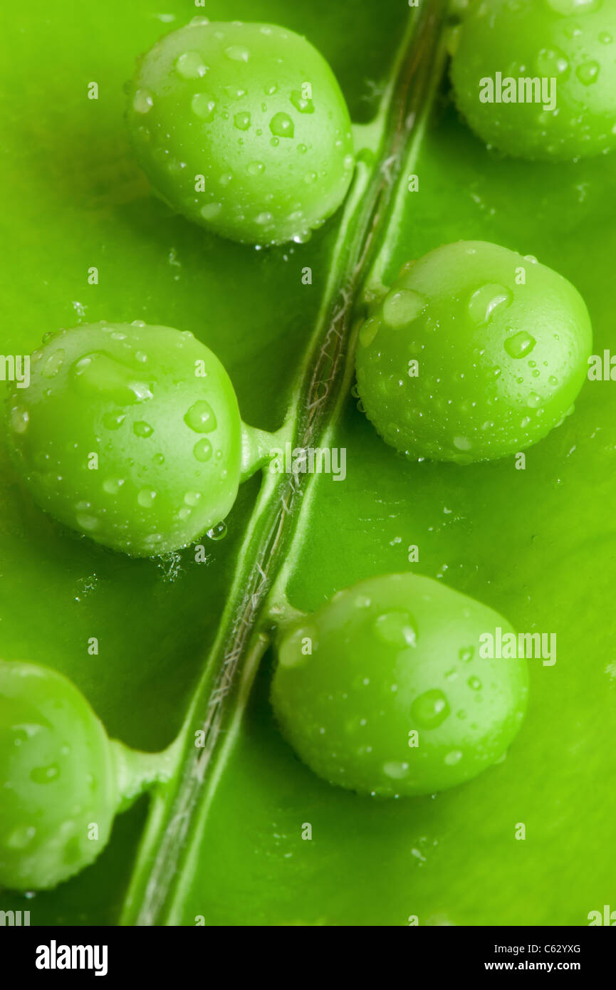 Pea. A photo close up of peas with water drops Stock Photo - Alamy