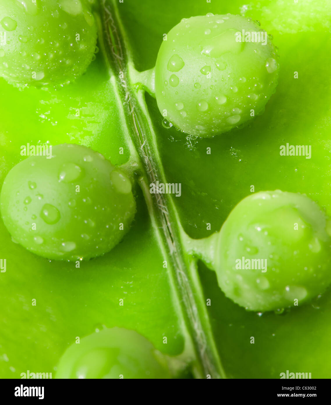 Pea. A photo close up of peas with water drops Stock Photo - Alamy