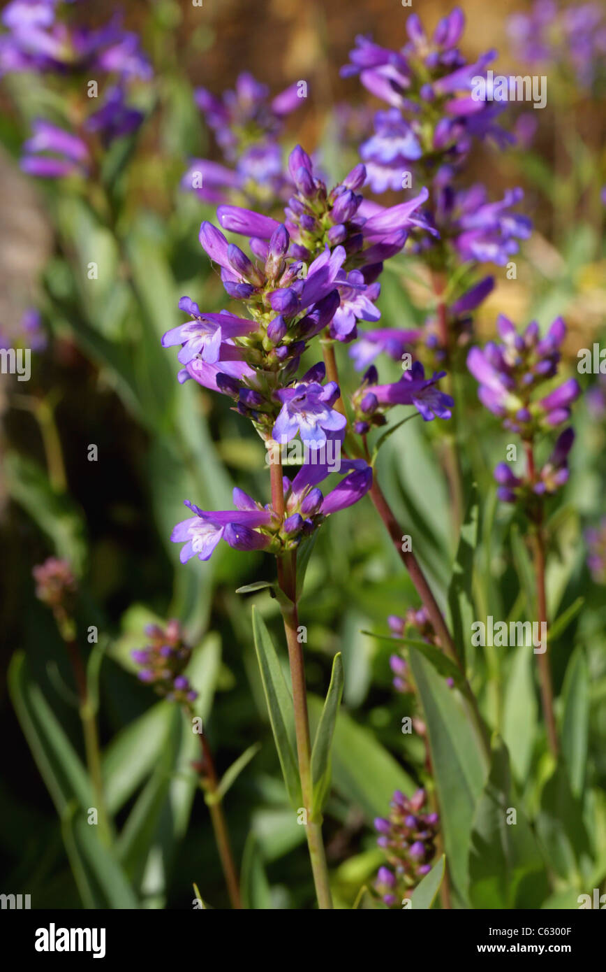 Glaucous Beardtongue, Penstemon euglaucus, Plantaginaceae (previously ...