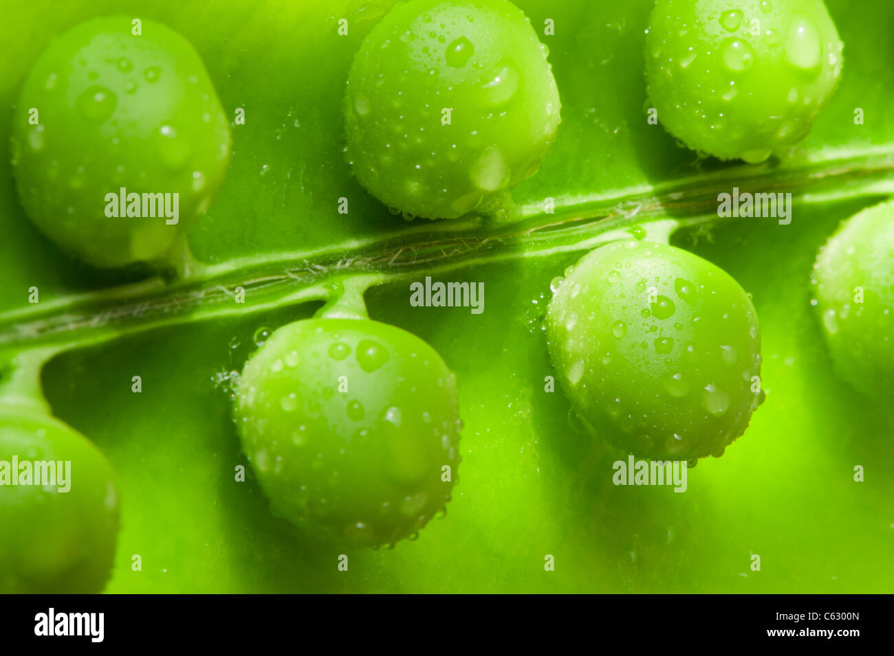 Pea. A photo close up of peas with water drops Stock Photo - Alamy