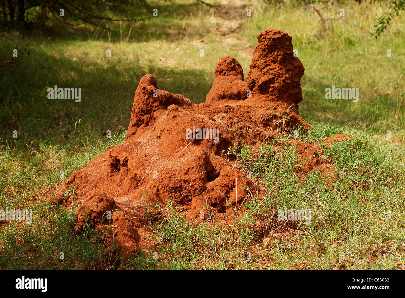 African anthill hi-res stock photography and images - Alamy