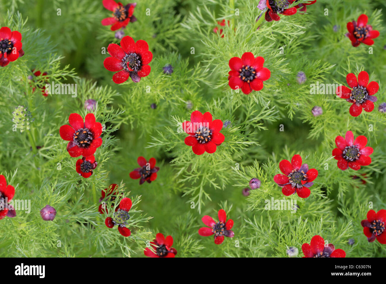 Autumn Adonis, Bird's-Eye, Blood-Drops, Blooddrops, Pheasant's-Eye ...