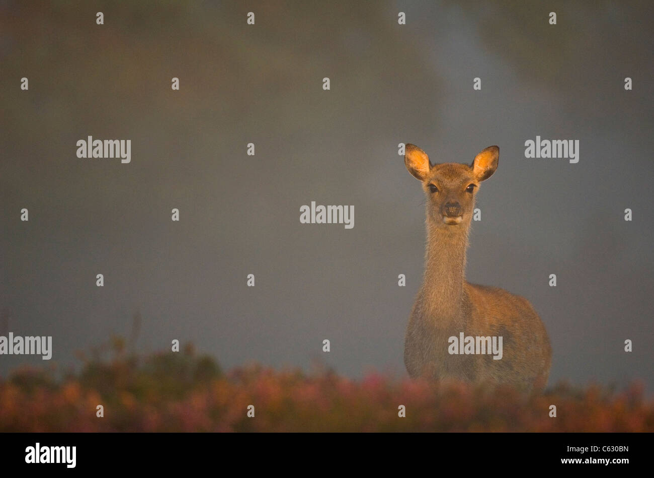 SIKA DEER Cervus nippon A sub-adult calf is lit by gentle morning ...