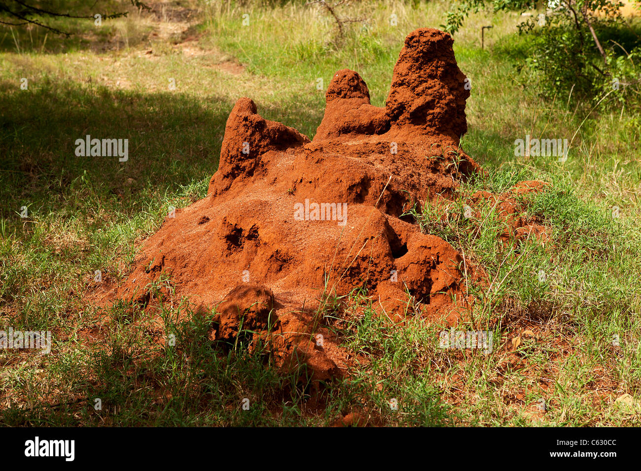 Termite Hill