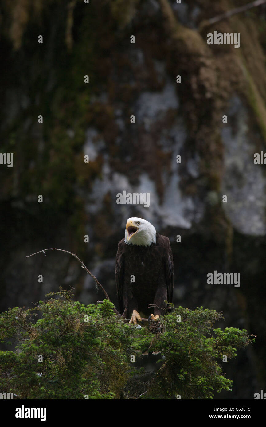Screaming Bald Eagle Anan Bear and Wildlife Observatory, Wrangell ...