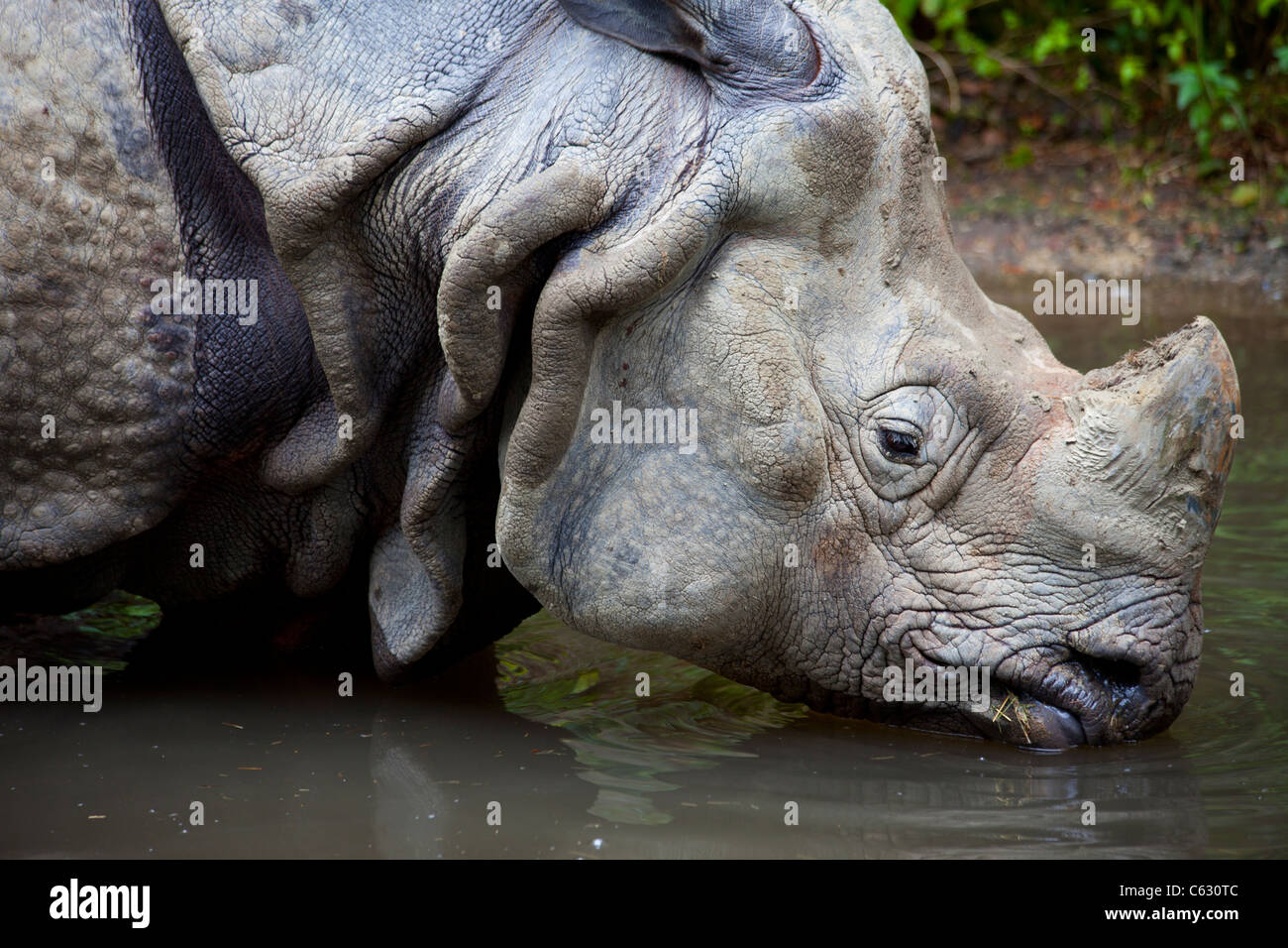 Close up of rhino drinking, Rhinoceros unicornis Stock Photo - Alamy